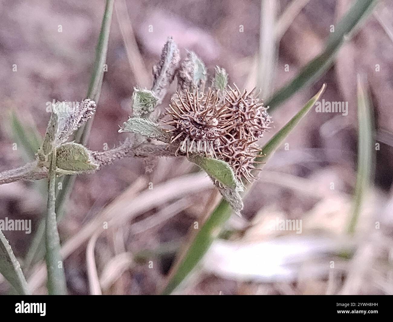 little bur-clover (Medicago minima Stock Photo - Alamy