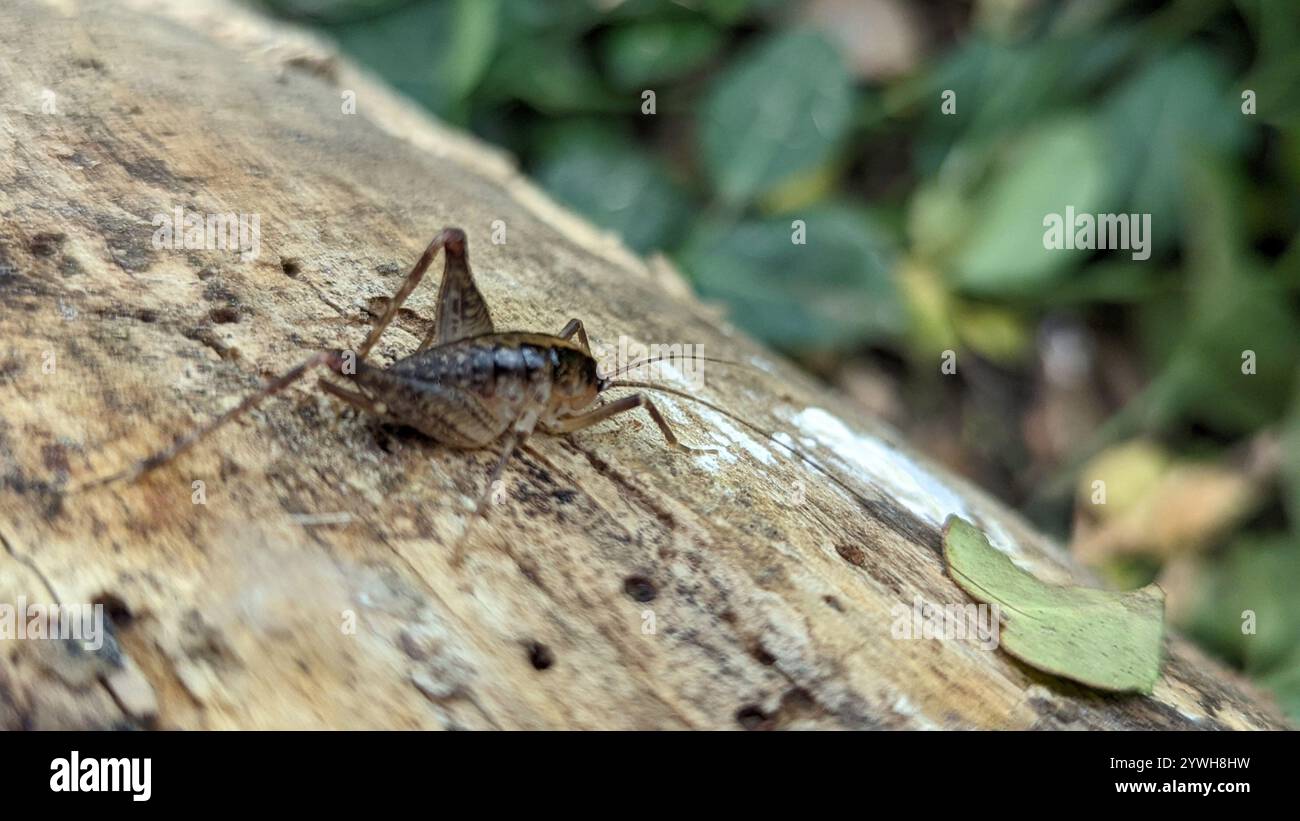 Camel Crickets, Cave Crickets, and Cave Wēta (Rhaphidophoridae Stock ...