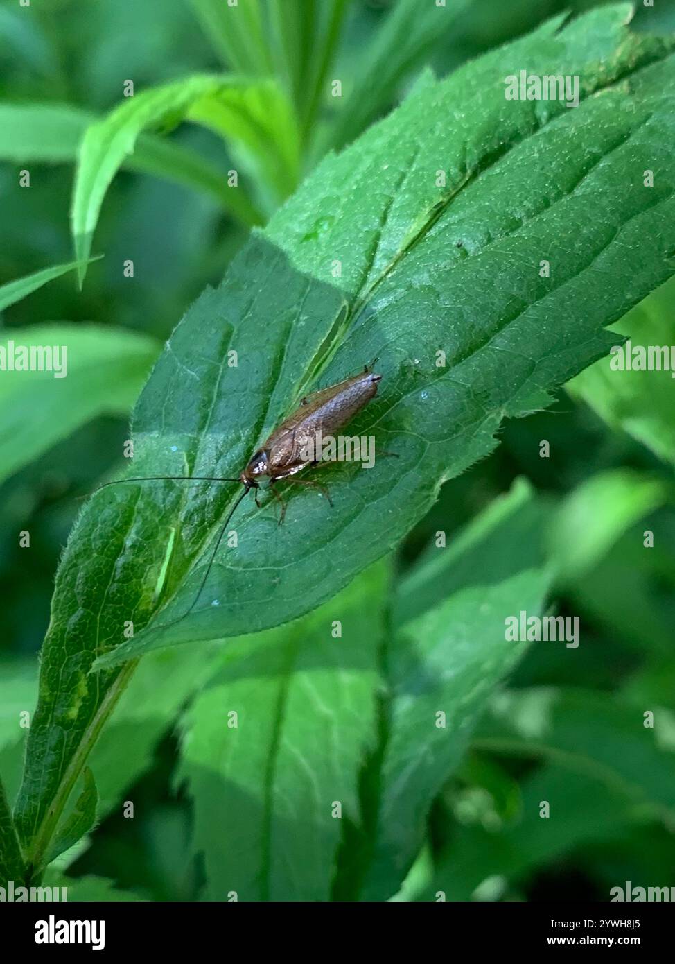 Ectobius lapponicus dusky cockroach hi-res stock photography and images ...