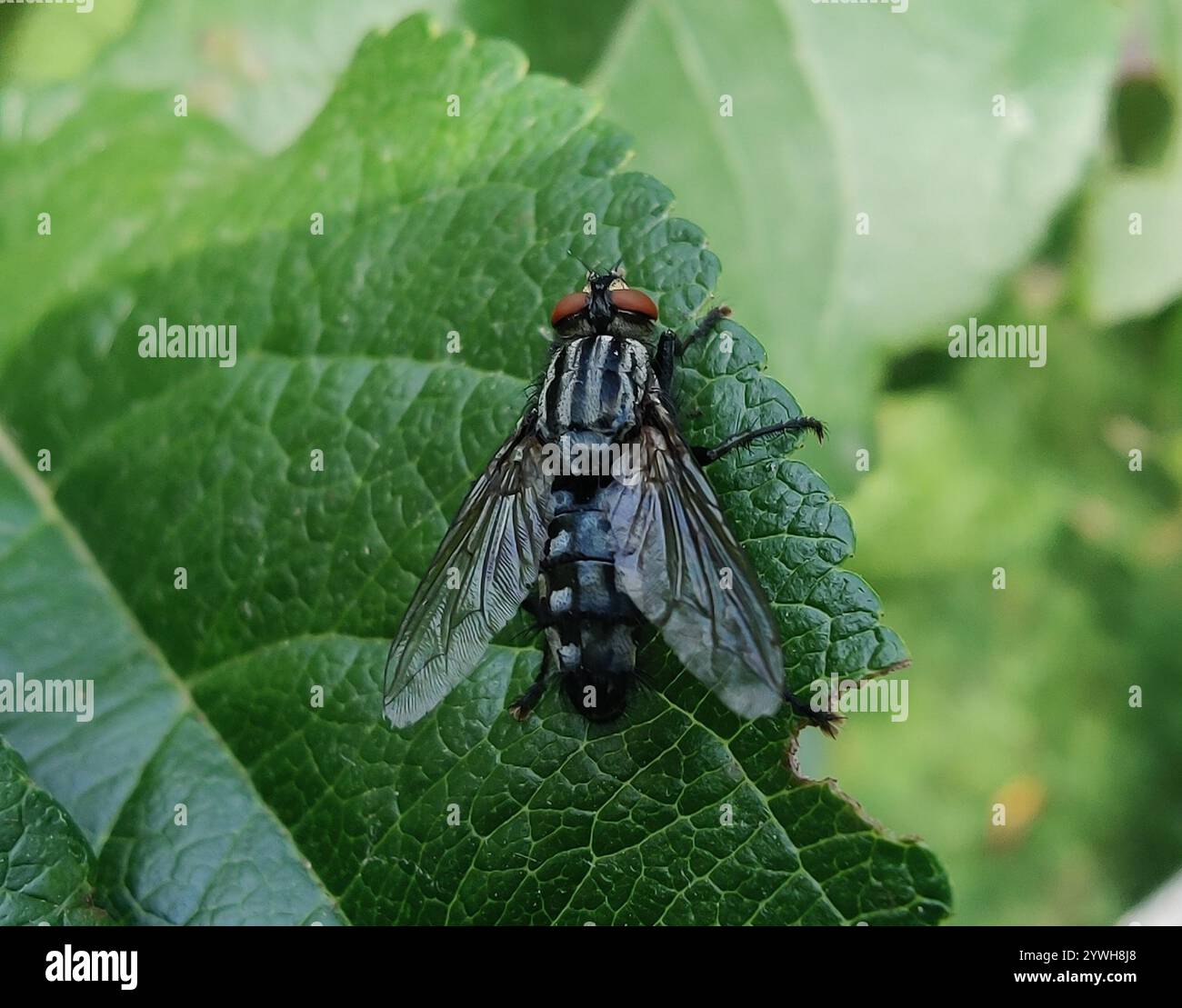Common Flesh Flies (Sarcophaga Stock Photo - Alamy