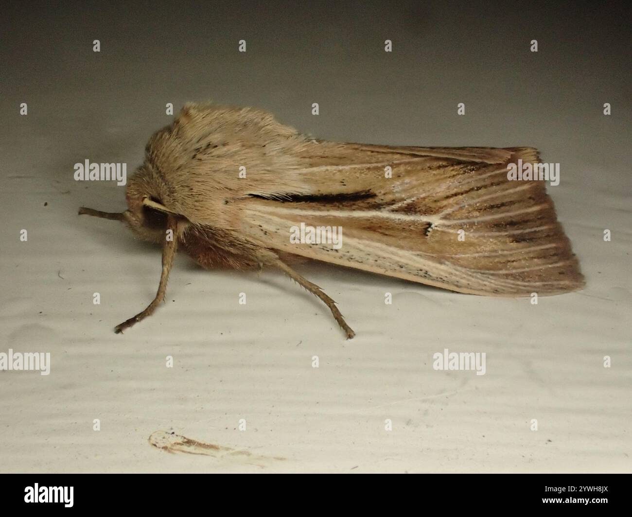 Shoulder-striped Wainscot (Leucania comma Stock Photo - Alamy