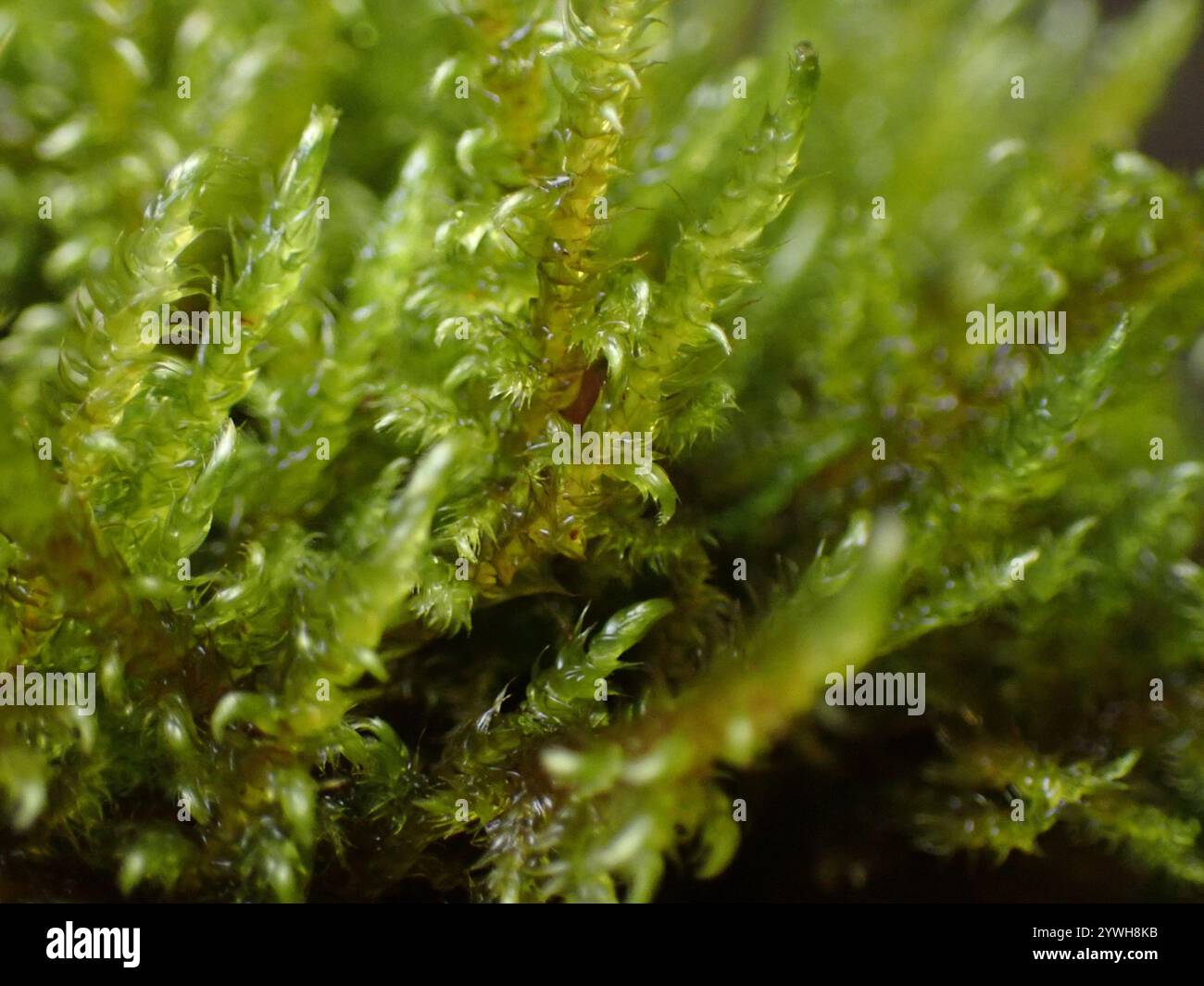 Fern leaved hook moss hi-res stock photography and images - Alamy