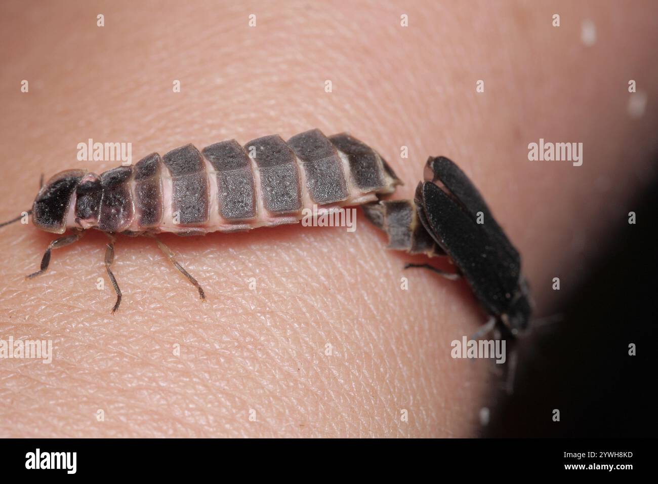 European Glow-worm (Lampyris noctiluca Stock Photo - Alamy