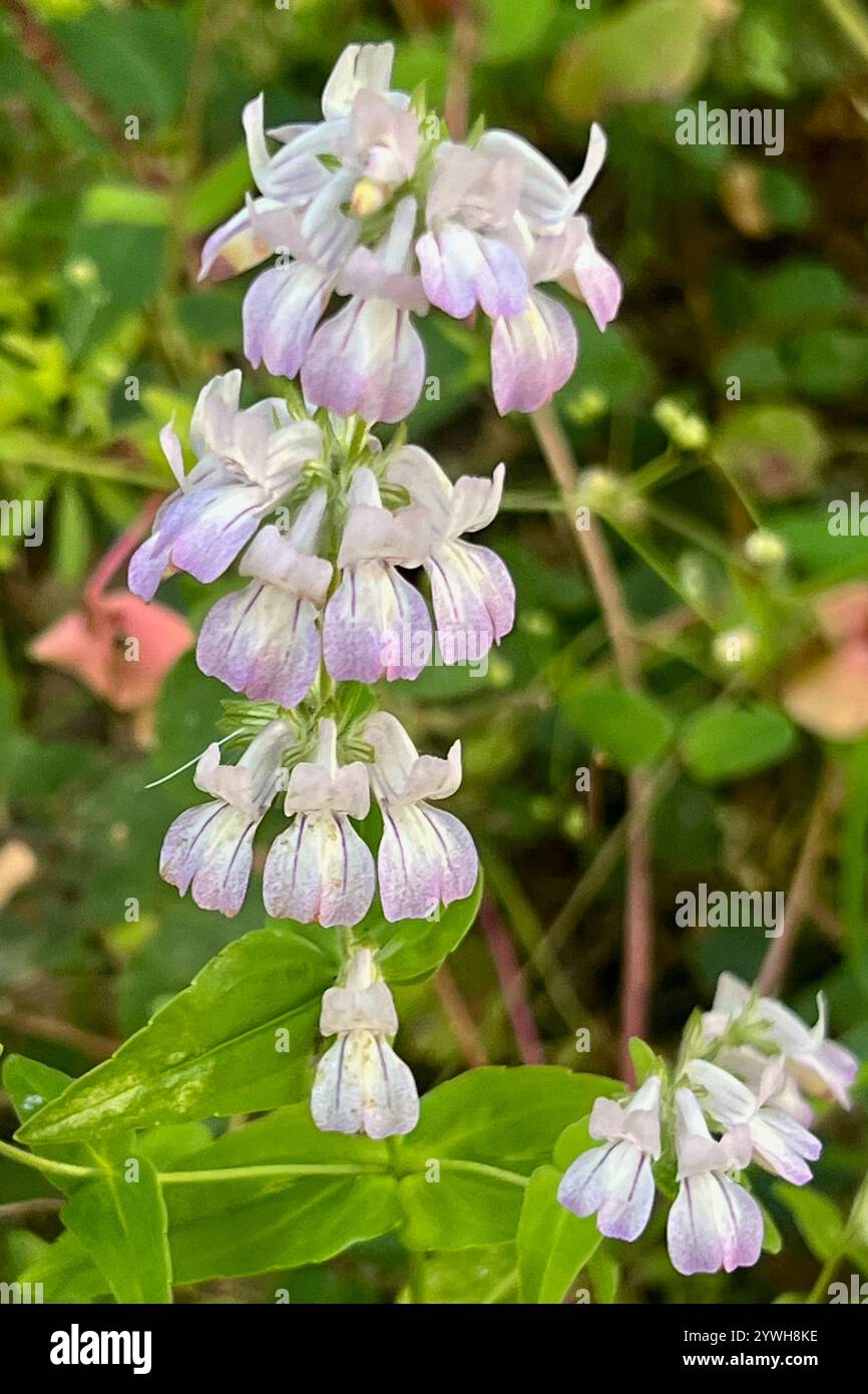 Purple Chinese Houses (Collinsia heterophylla Stock Photo - Alamy