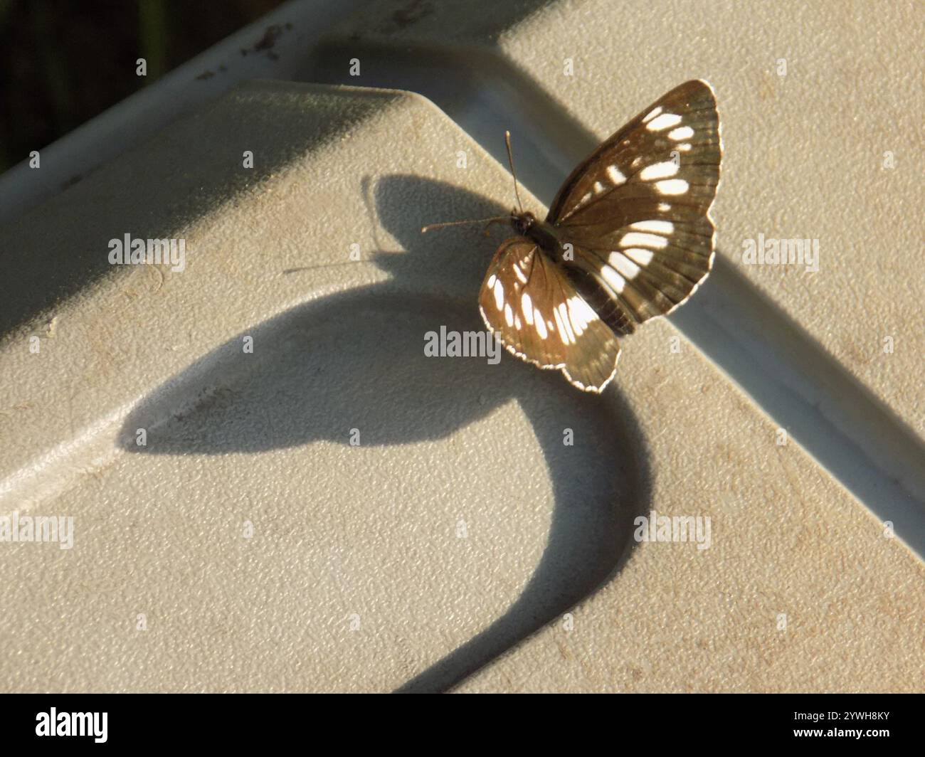 Hungarian Glider (Neptis rivularis Stock Photo - Alamy