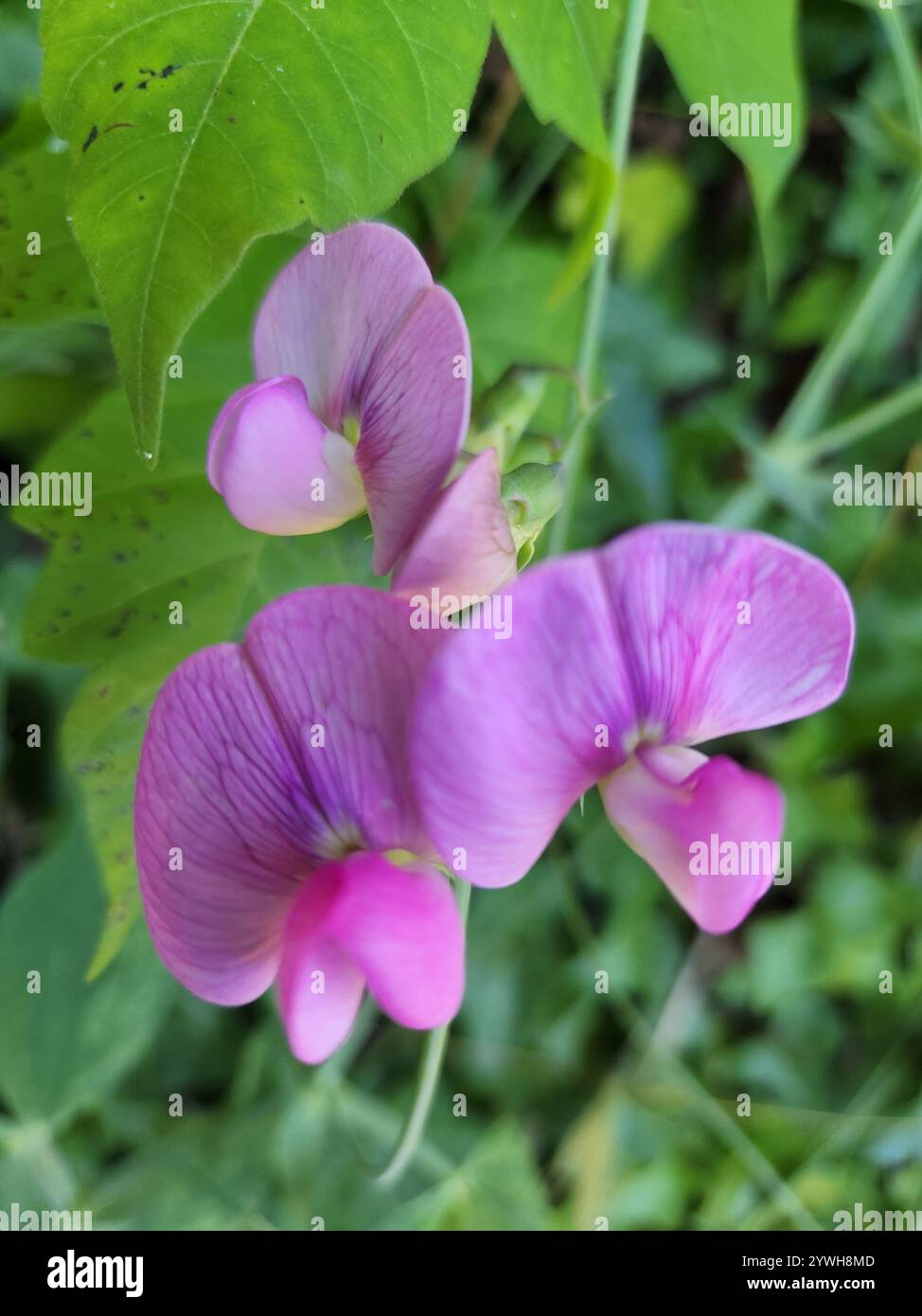 broad-leaved sweet pea (Lathyrus latifolius Stock Photo - Alamy