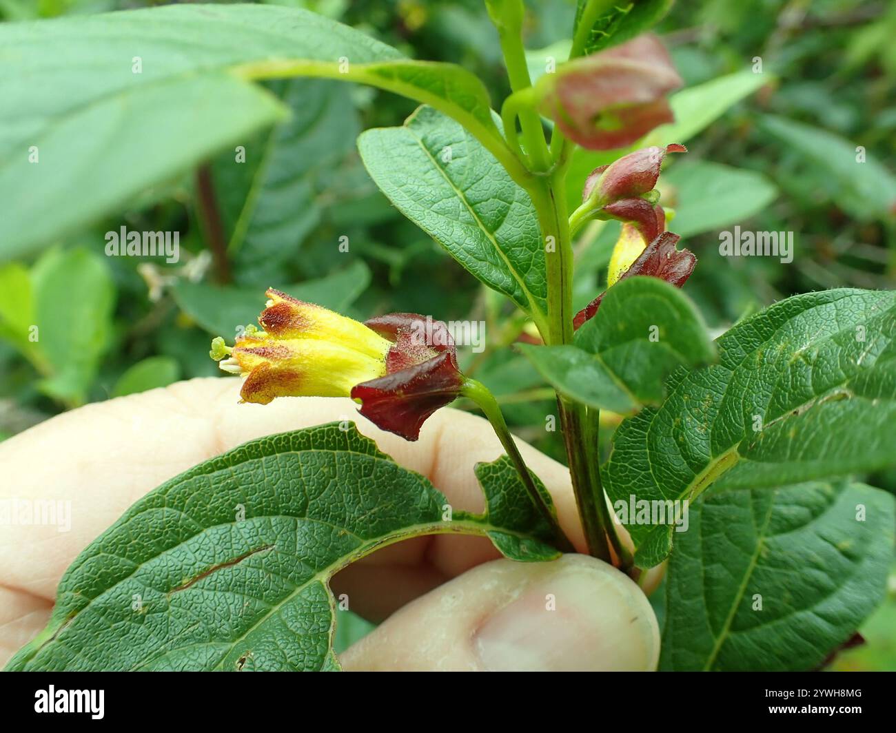 twinberry honeysuckle (Lonicera involucrata Stock Photo - Alamy