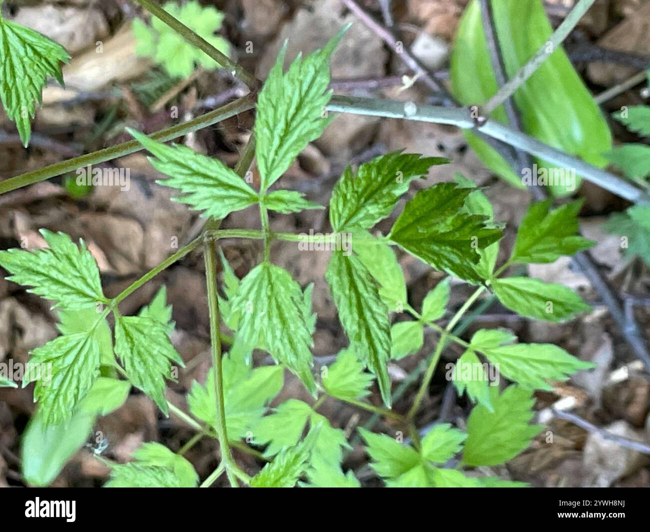 baneberries and cohoshes (Actaea Stock Photo - Alamy