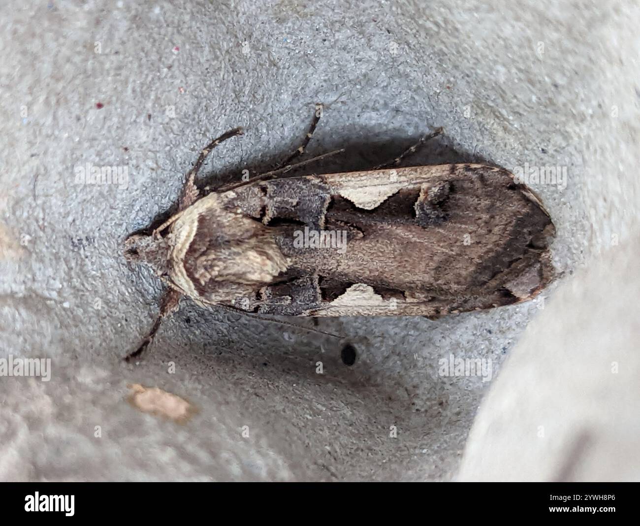 Setaceous Hebrew Character (Xestia c-nigrum Stock Photo - Alamy
