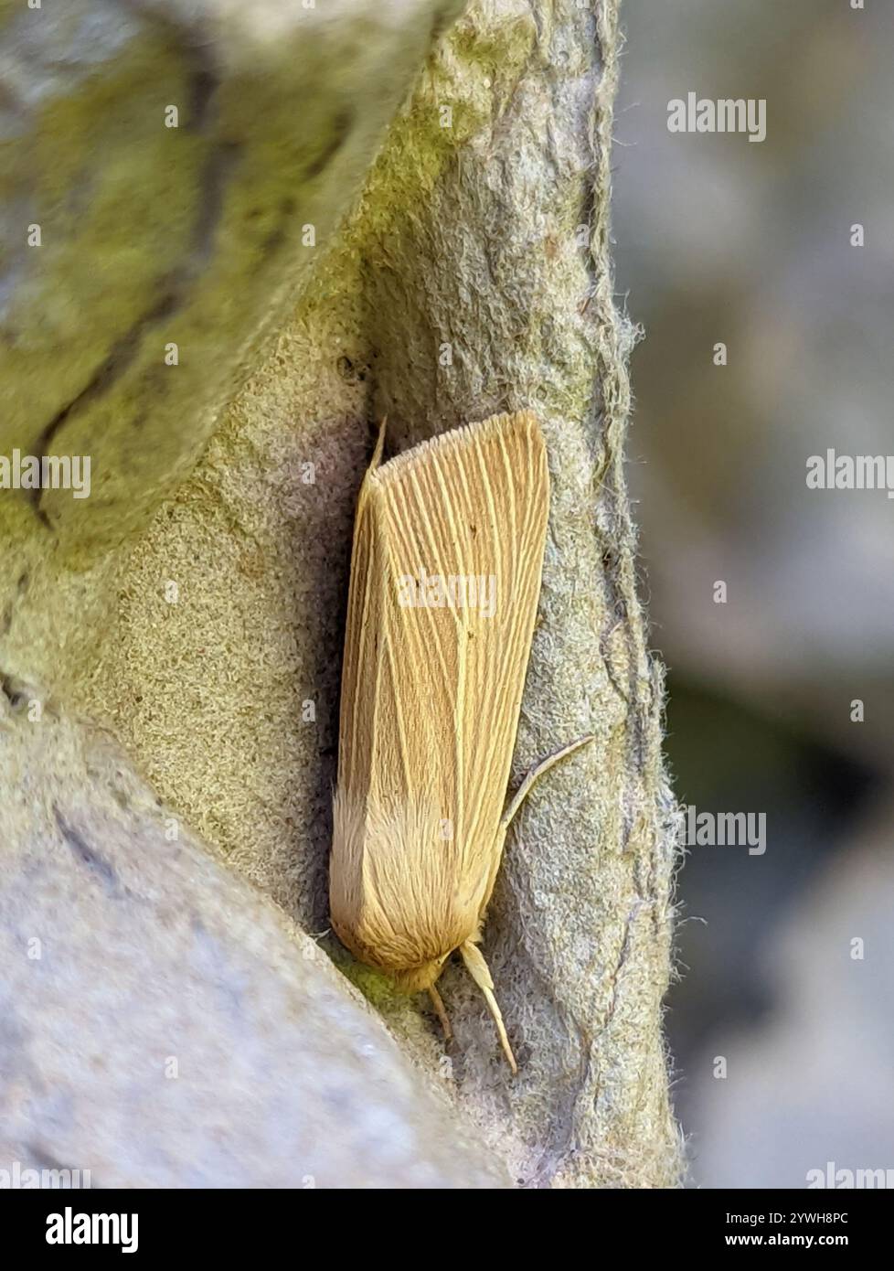 Common Wainscot (Mythimna pallens Stock Photo - Alamy