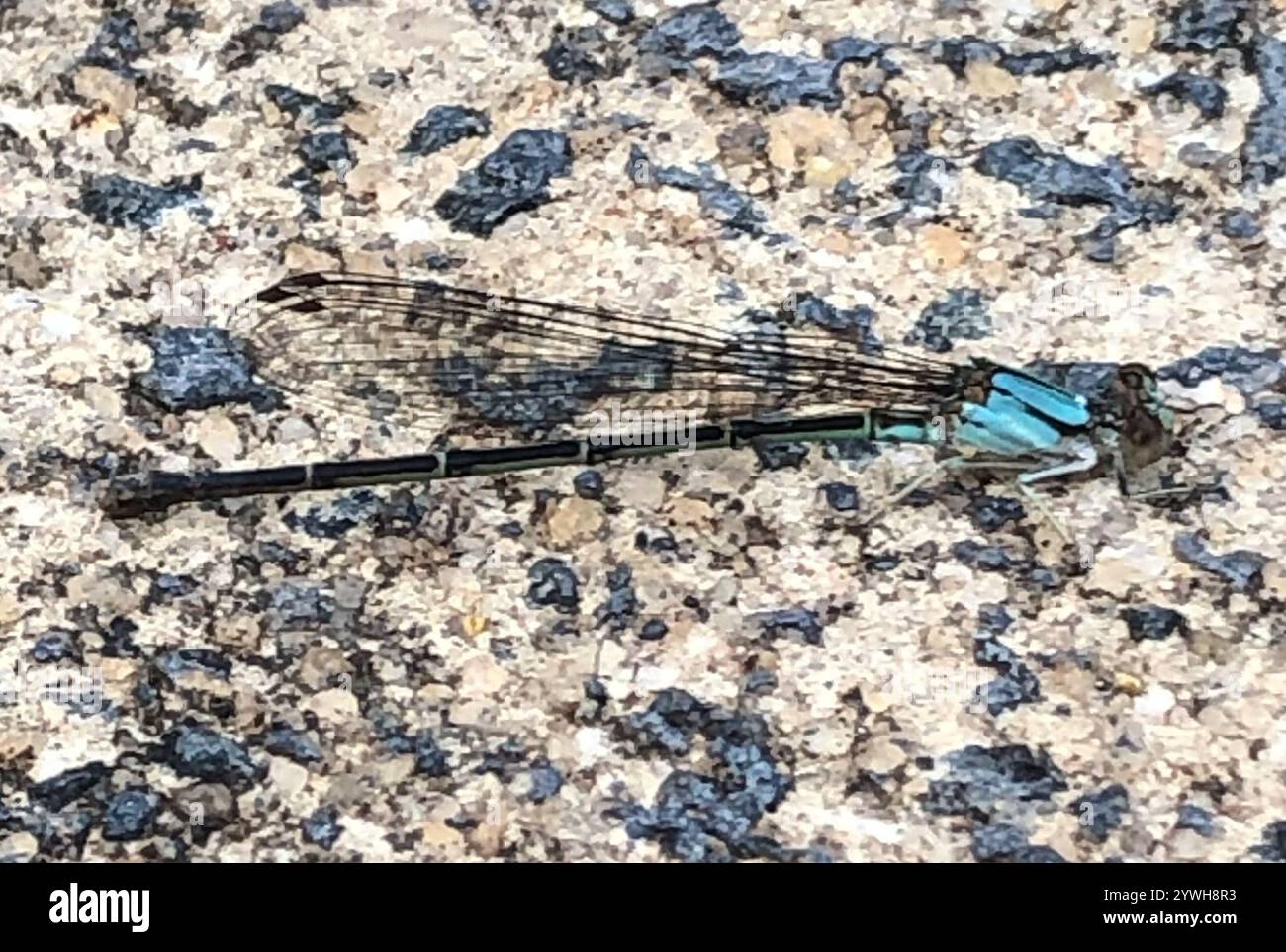 Blue-fronted Dancer (Argia apicalis Stock Photo - Alamy