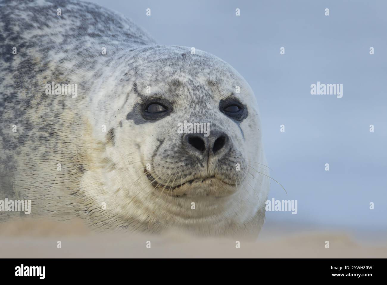 Common seal (Phoca vitulina) adult animal on a beach, Norfolk, England ...