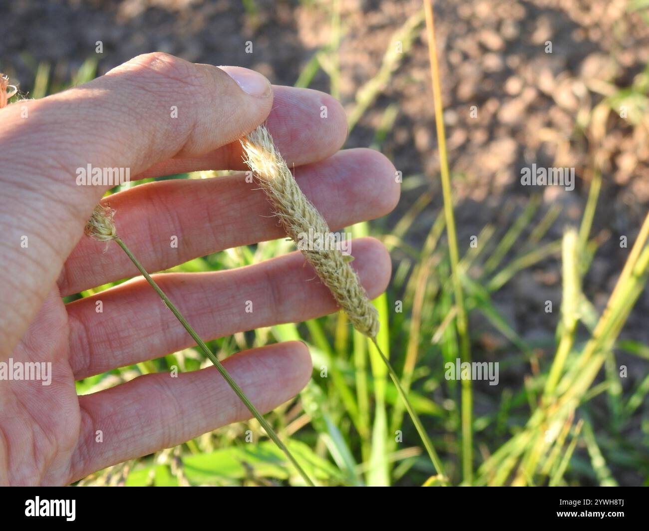 Foxtail grasses (Alopecurus Stock Photo - Alamy