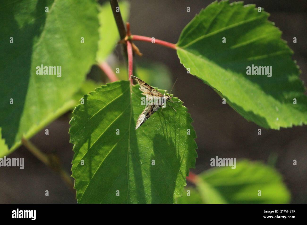 Flame Carpet (Xanthorhoe designata Stock Photo - Alamy