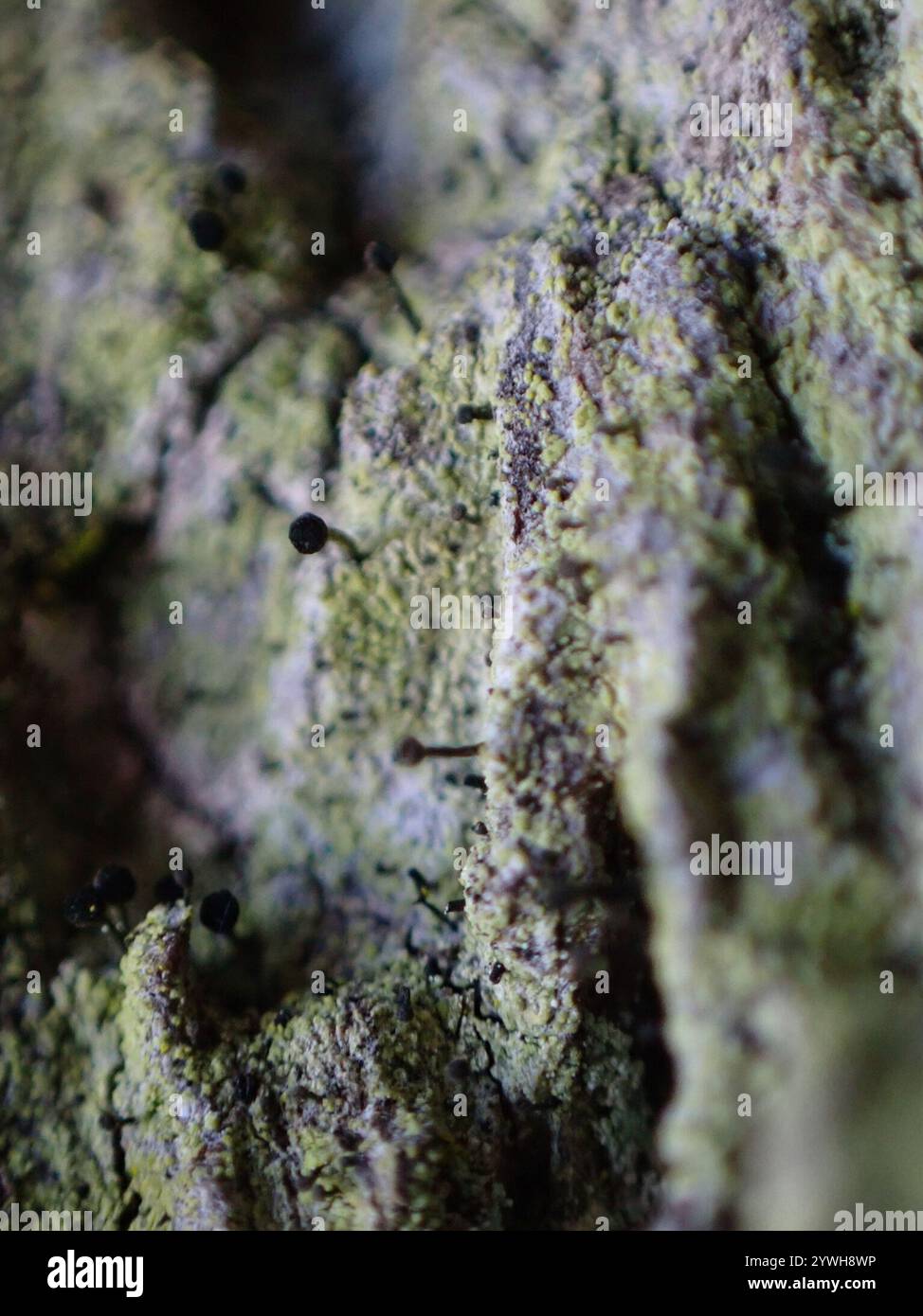 Green Stubble Lichen (Calicium viride Stock Photo - Alamy