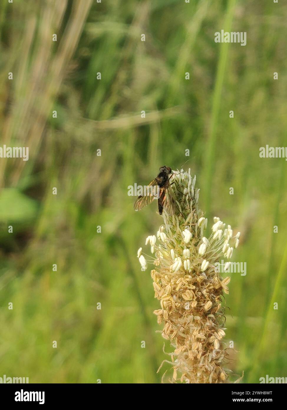 Black Snipefly (Chrysopilus cristatus Stock Photo - Alamy