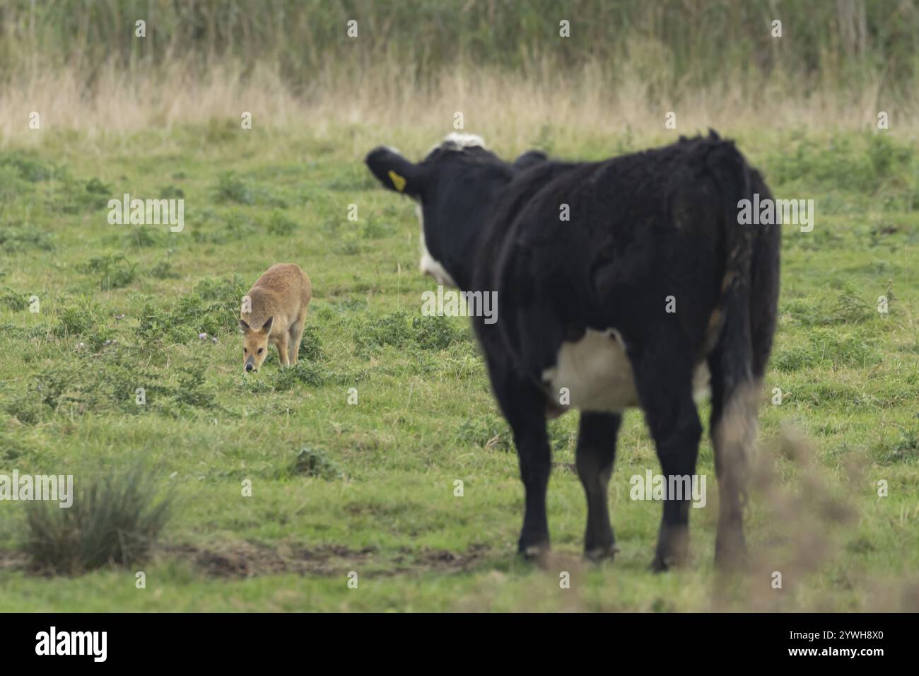 Domesticated cow or cattle (Bos taurus) adult farm animal in a grass ...