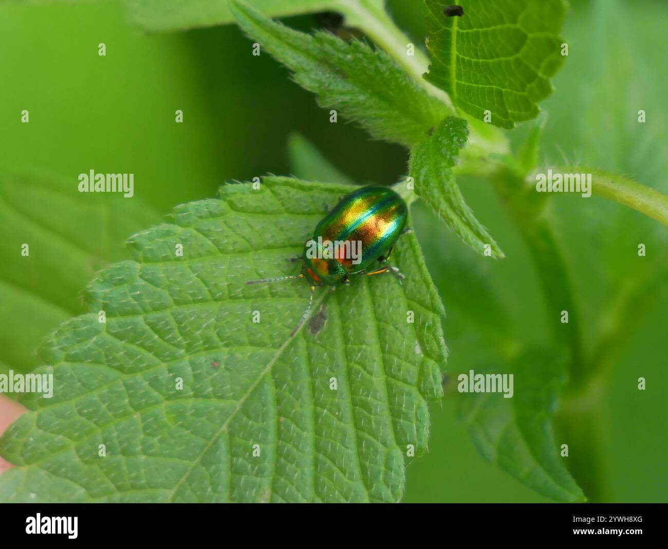 Dead-nettle Leaf Beetle (Fasta fastuosa Stock Photo - Alamy