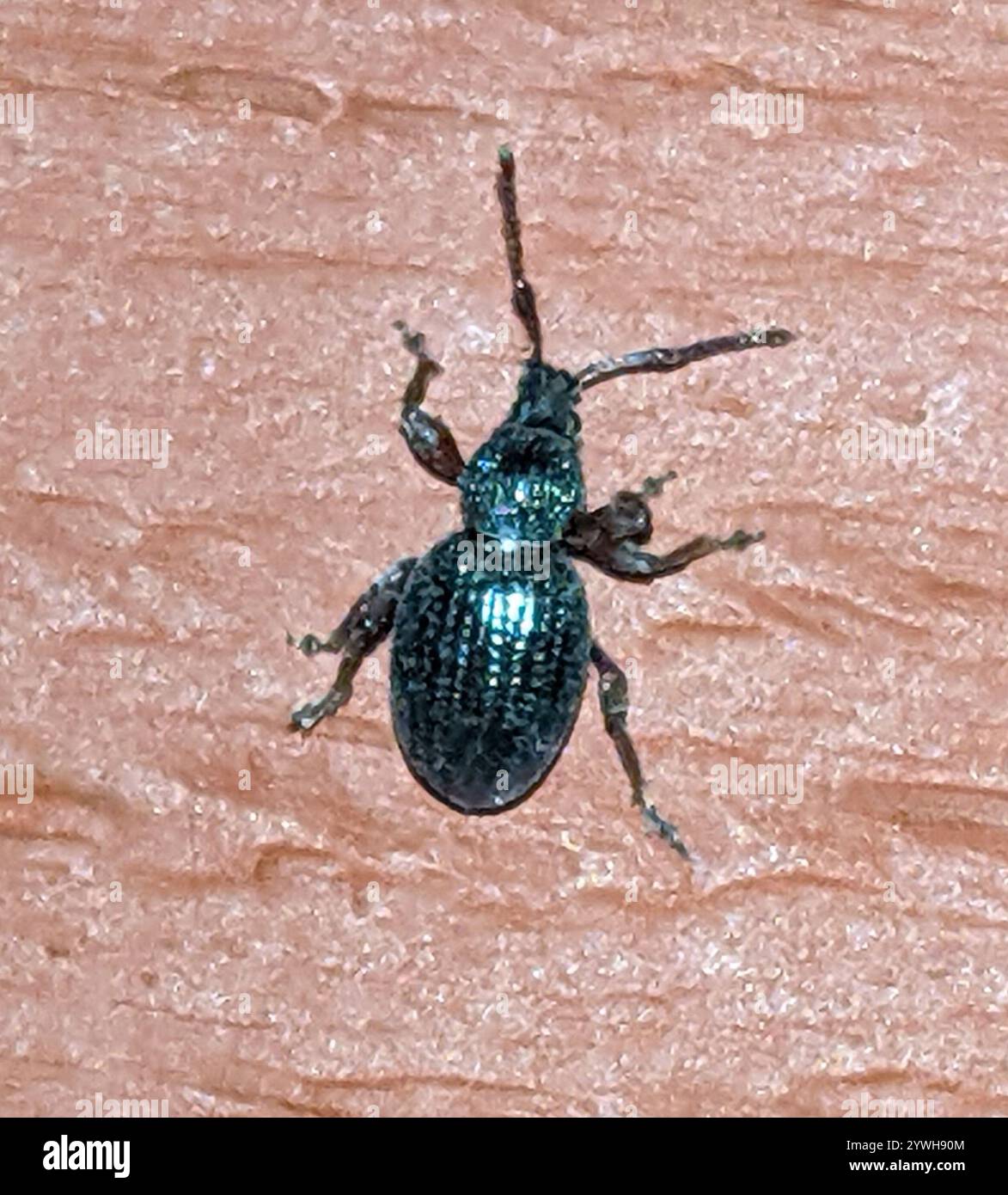 Strawberry Root Weevil (Otiorhynchus ovatus Stock Photo - Alamy