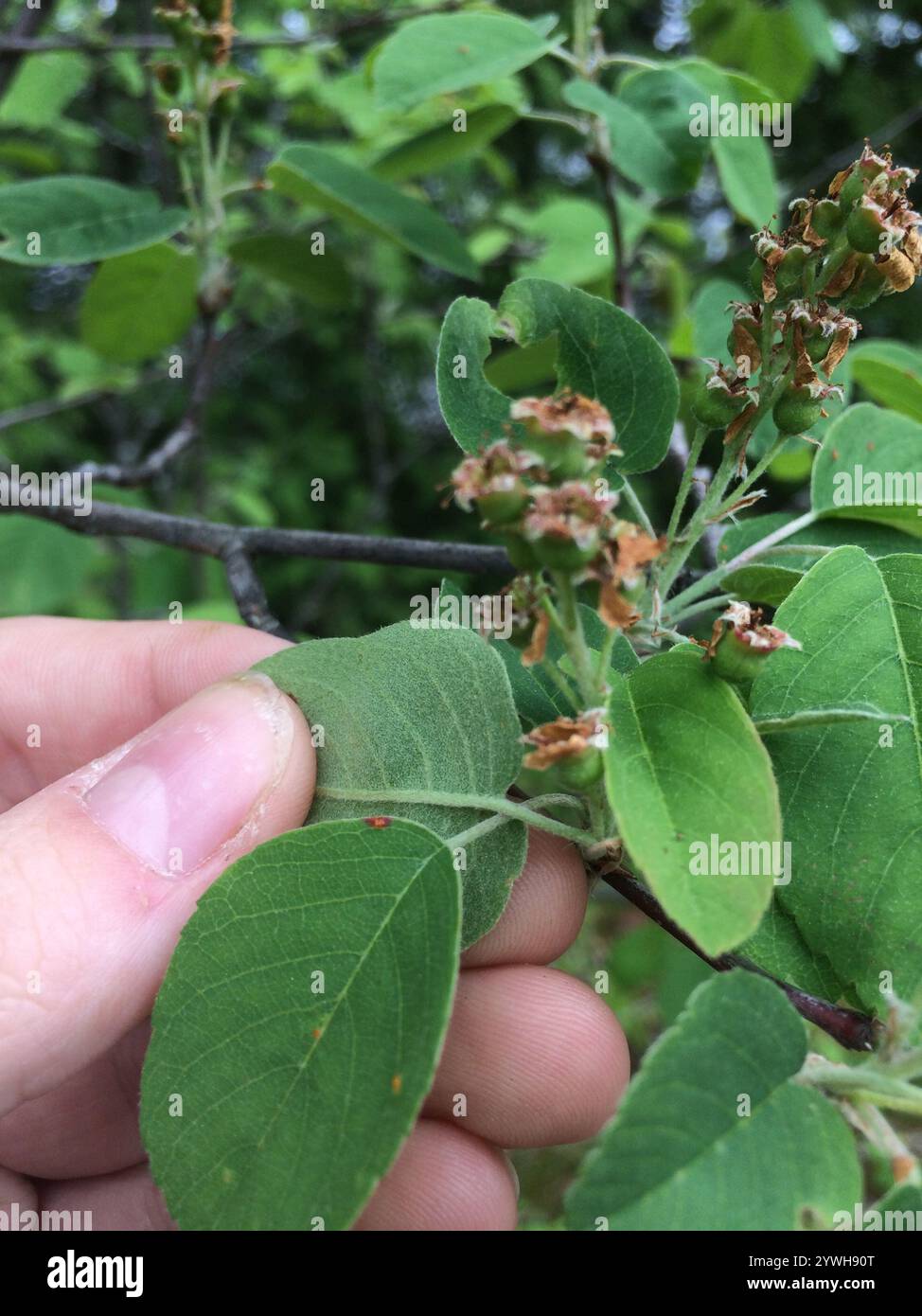 Low Serviceberry (Amelanchier humilis Stock Photo - Alamy