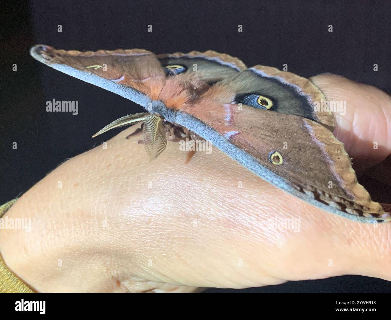 Polyphemus Moth (Antheraea polyphemus Stock Photo - Alamy