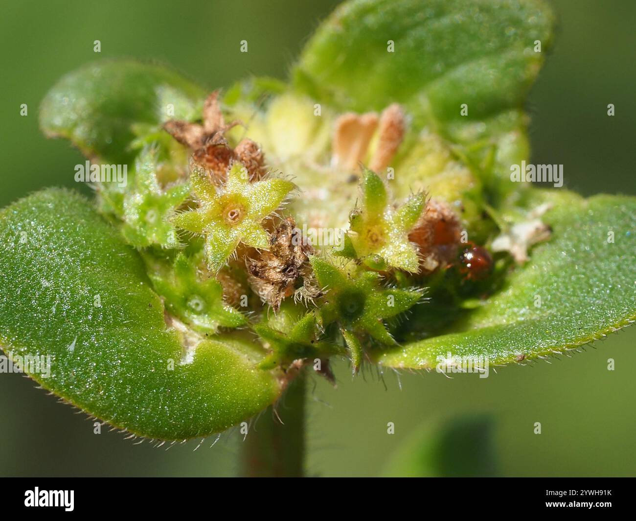Florida Pusley (Richardia scabra Stock Photo - Alamy