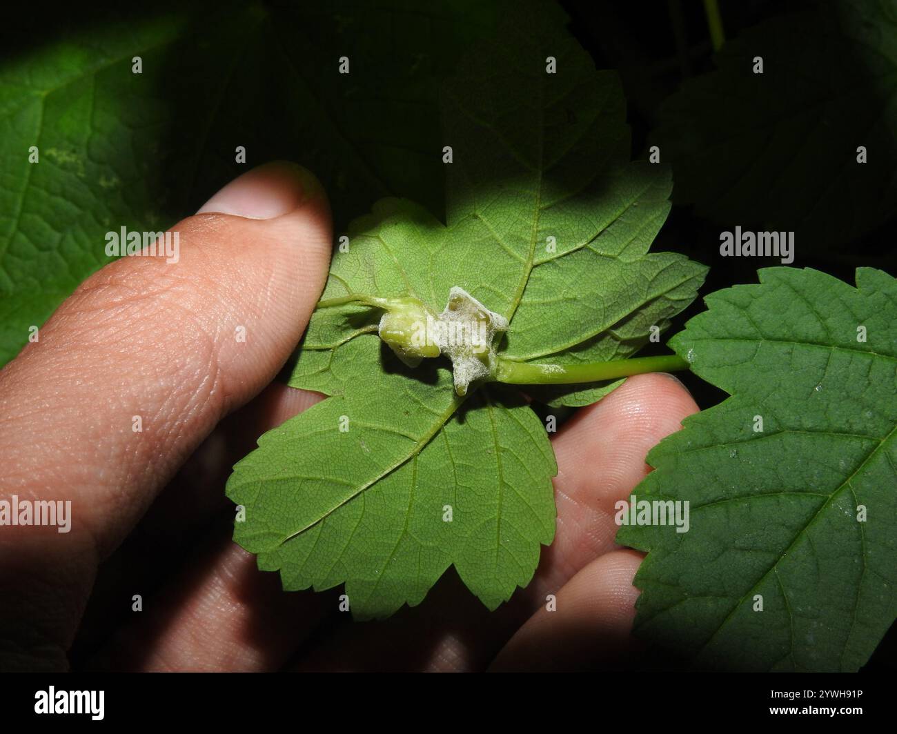 solitary maple leaf gall mite (Aceria macrochela Stock Photo - Alamy