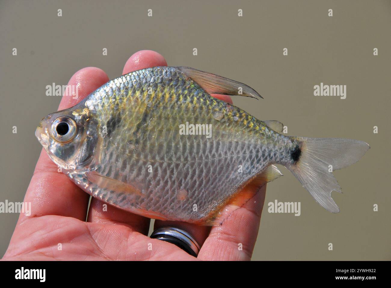 Tetragonopterus argenteus hi-res stock photography and images - Alamy