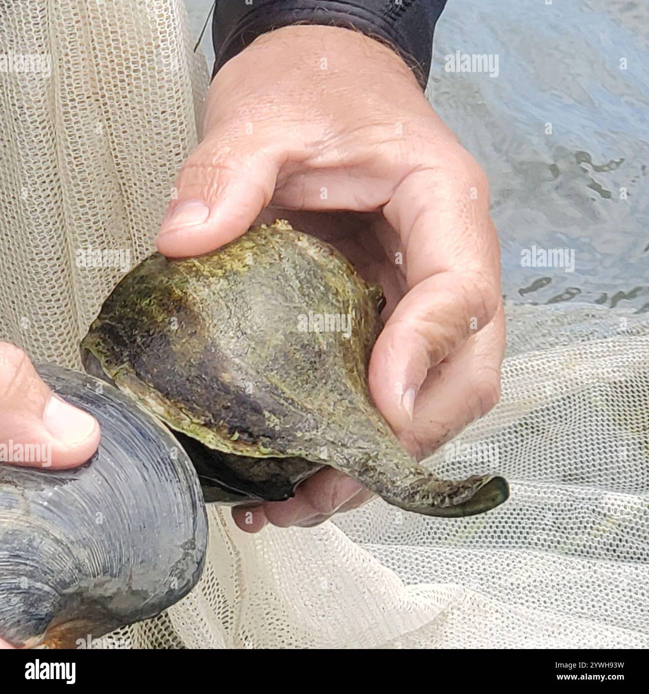 Channeled Whelk (Busycotypus canaliculatus Stock Photo - Alamy