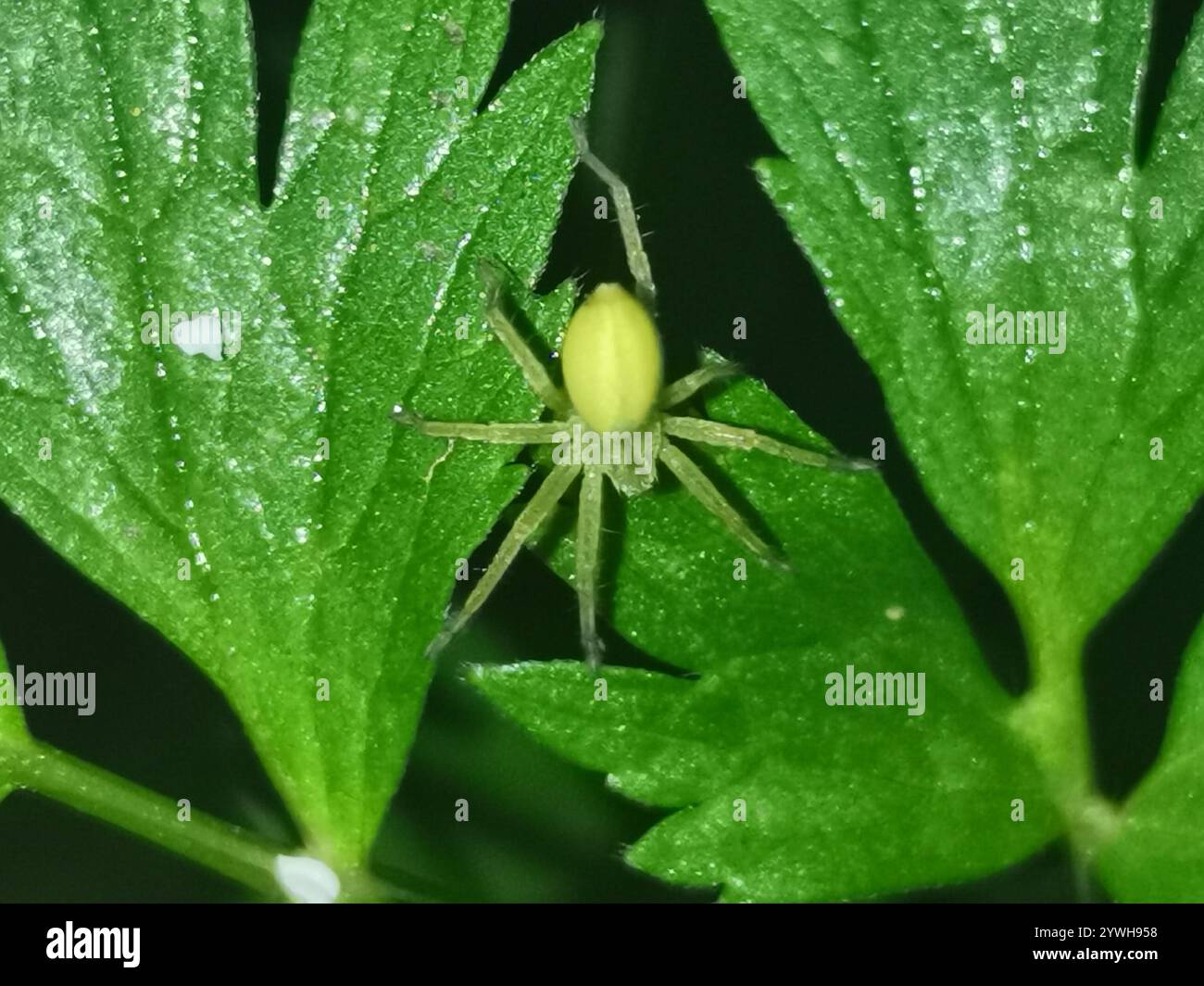 Green Huntsman Spider (Micrommata virescens Stock Photo - Alamy
