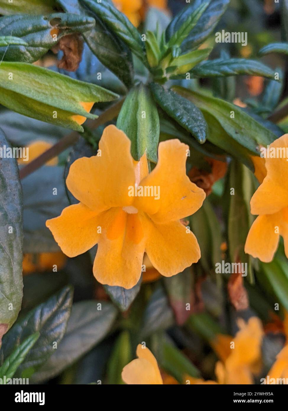 orange bush monkeyflower (Diplacus aurantiacus Stock Photo - Alamy