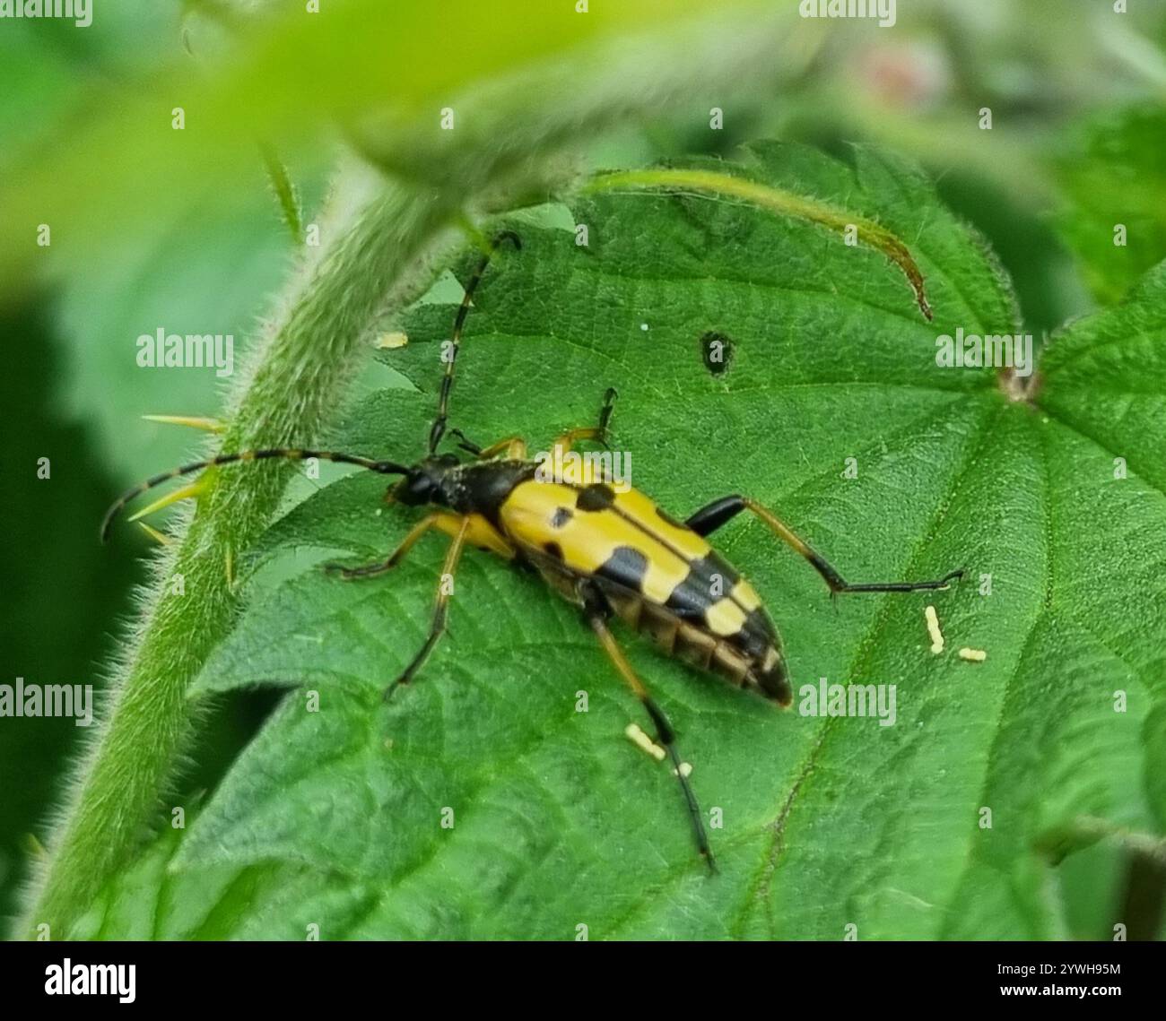 Spotted Longhorn Beetle (Rutpela maculata Stock Photo - Alamy