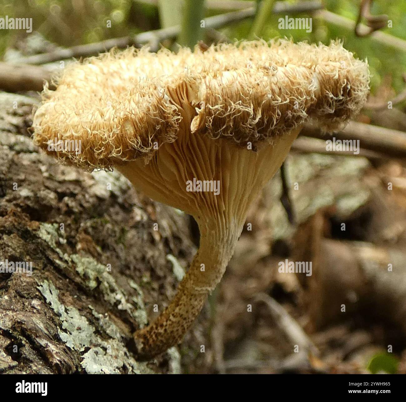 Lentinus sect. Lentinus (Lentinus Stock Photo - Alamy