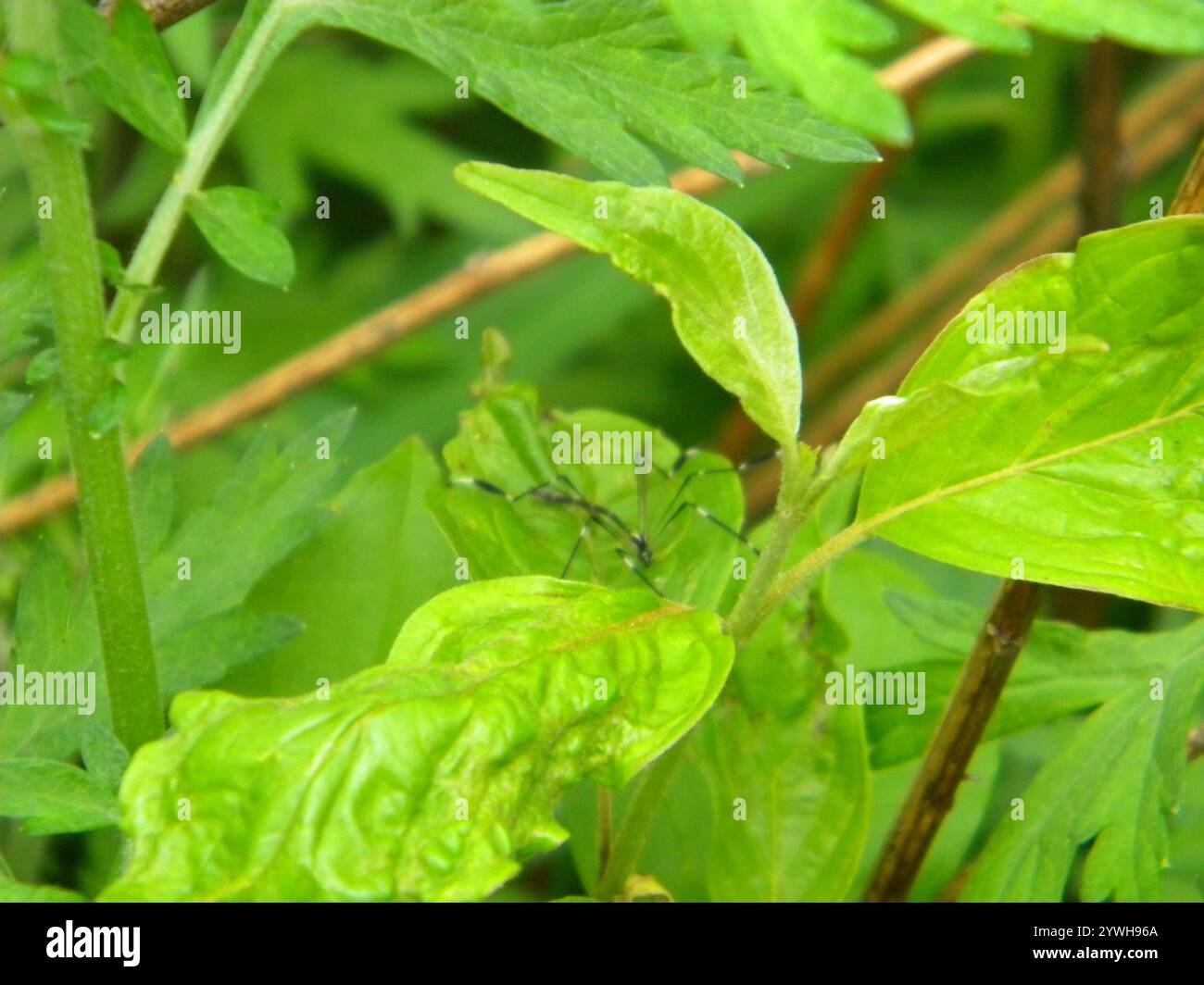 Eastern Phantom Crane Fly (Bittacomorpha clavipes Stock Photo - Alamy