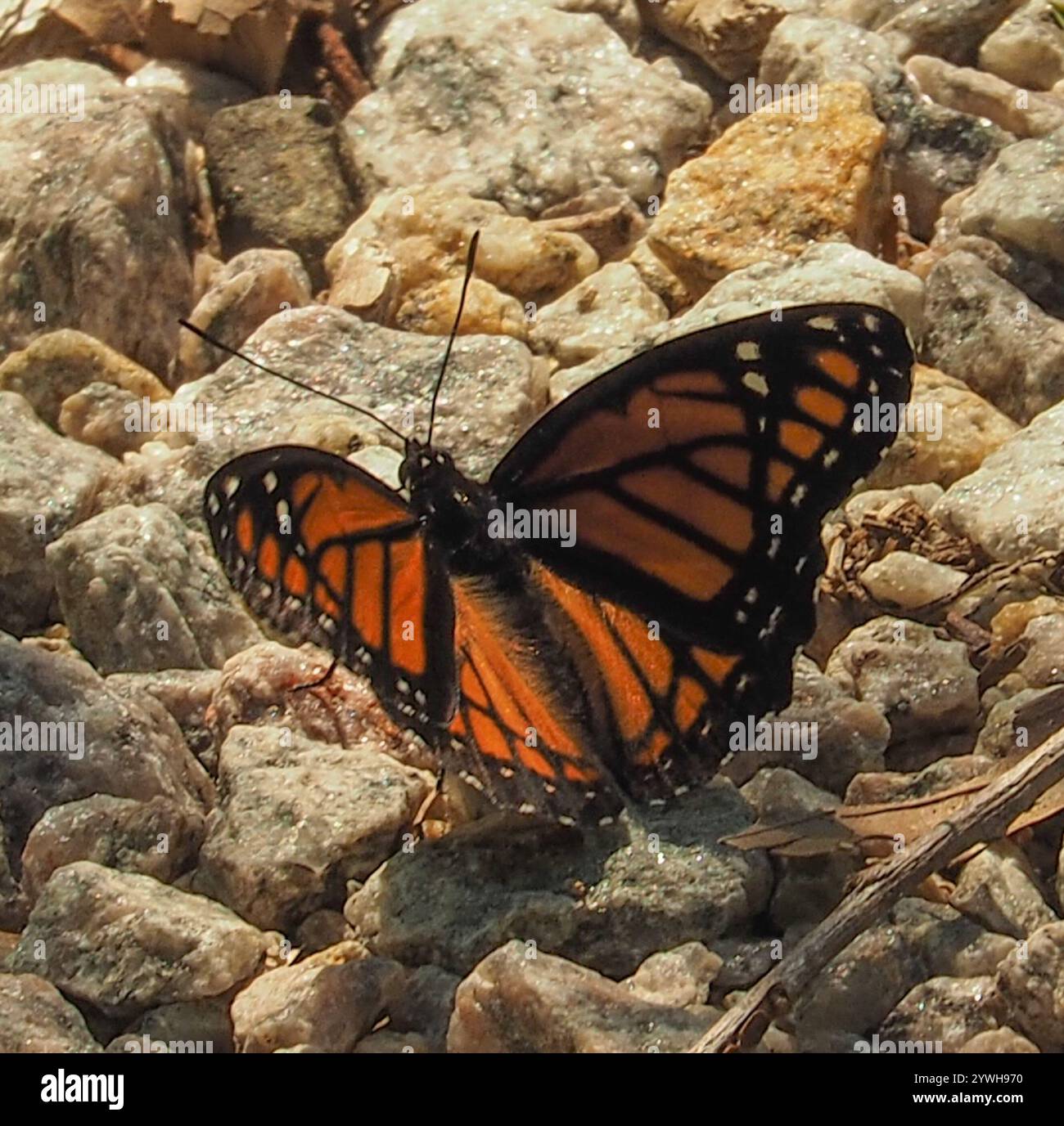 Viceroy (Limenitis archippus Stock Photo - Alamy