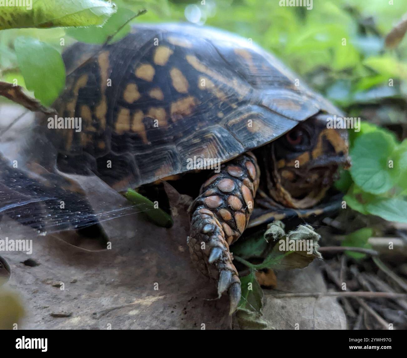 Eastern Box Turtle (Terrapene carolina carolina Stock Photo - Alamy