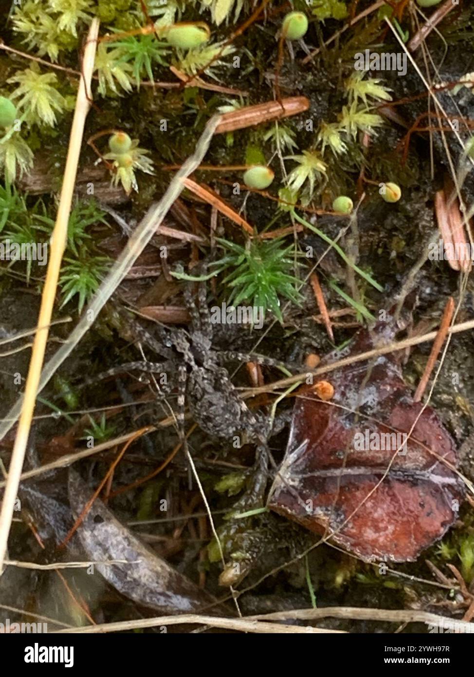 Thin-legged Wolf Spiders (Pardosa Stock Photo - Alamy