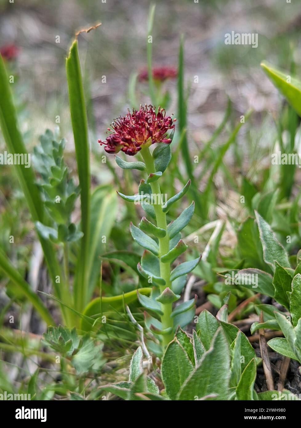 western roseroot (Rhodiola integrifolia Stock Photo - Alamy