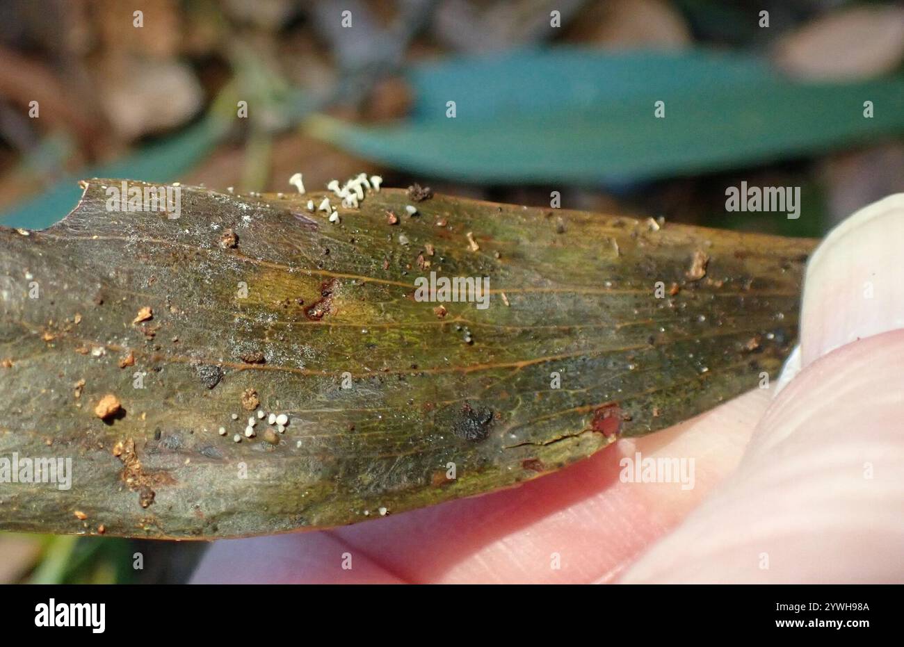 stalked hairy fairy cup (Lachnum virgineum Stock Photo - Alamy