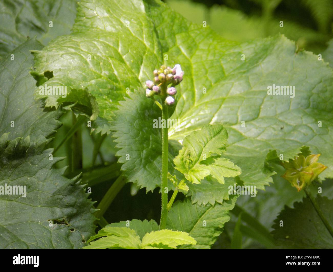 Large-leaved Bittercress (Cardamine macrophylla Stock Photo - Alamy