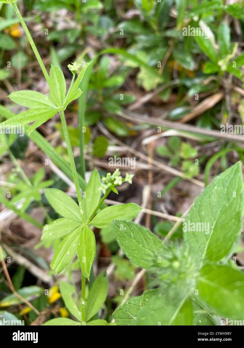 fragrant bedstraw (Galium triflorum Stock Photo - Alamy