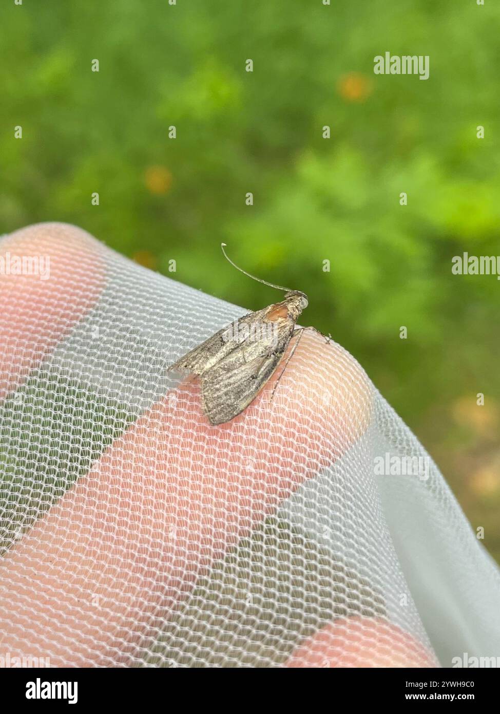 Maple Webworm Moth (Pococera asperatella Stock Photo - Alamy
