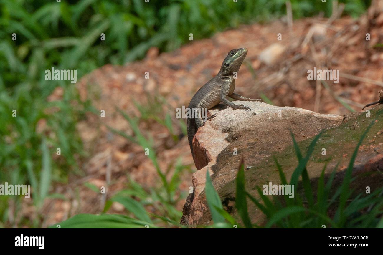 Amazon Lava Lizard (Tropidurus torquatus Stock Photo - Alamy
