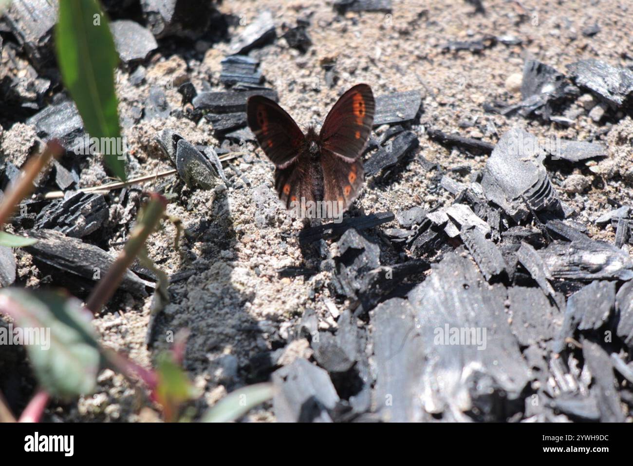 Common Alpine (Erebia epipsodea Stock Photo - Alamy
