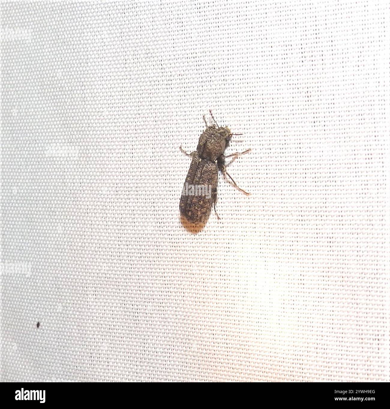 Powder post beetle hi-res stock photography and images - Alamy