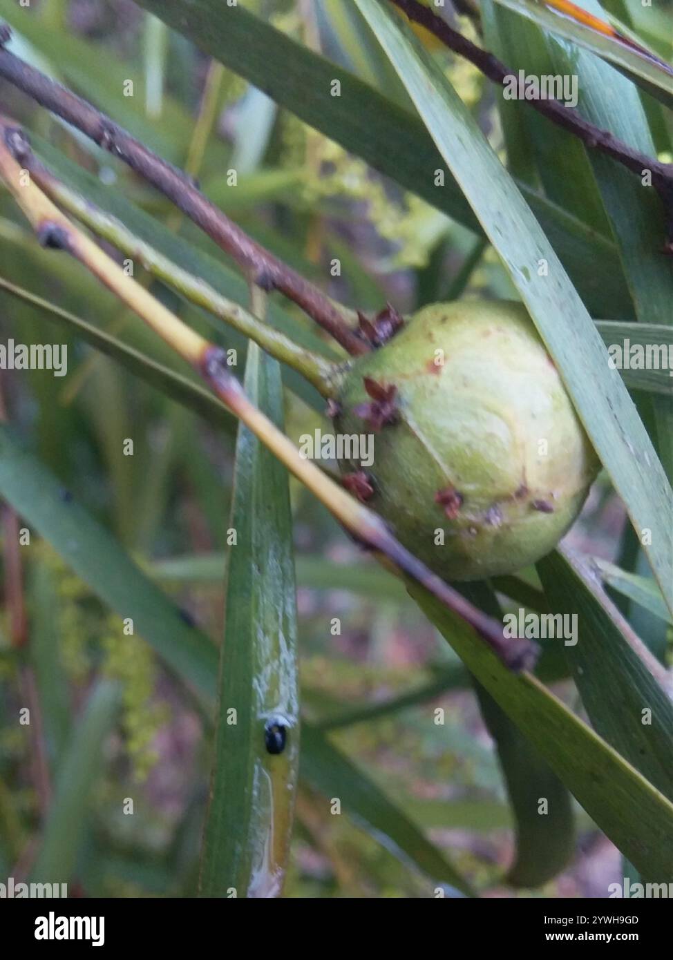 Longleaf Wattle Gall Wasp (Trichilogaster acaciaelongifoliae Stock ...