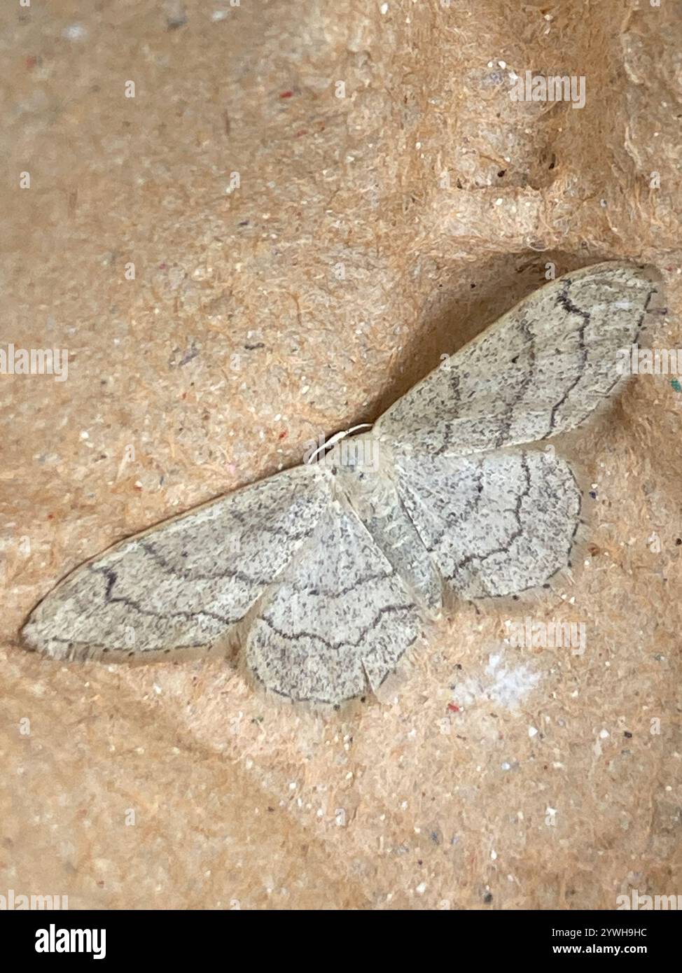 Riband Wave (Idaea aversata Stock Photo - Alamy