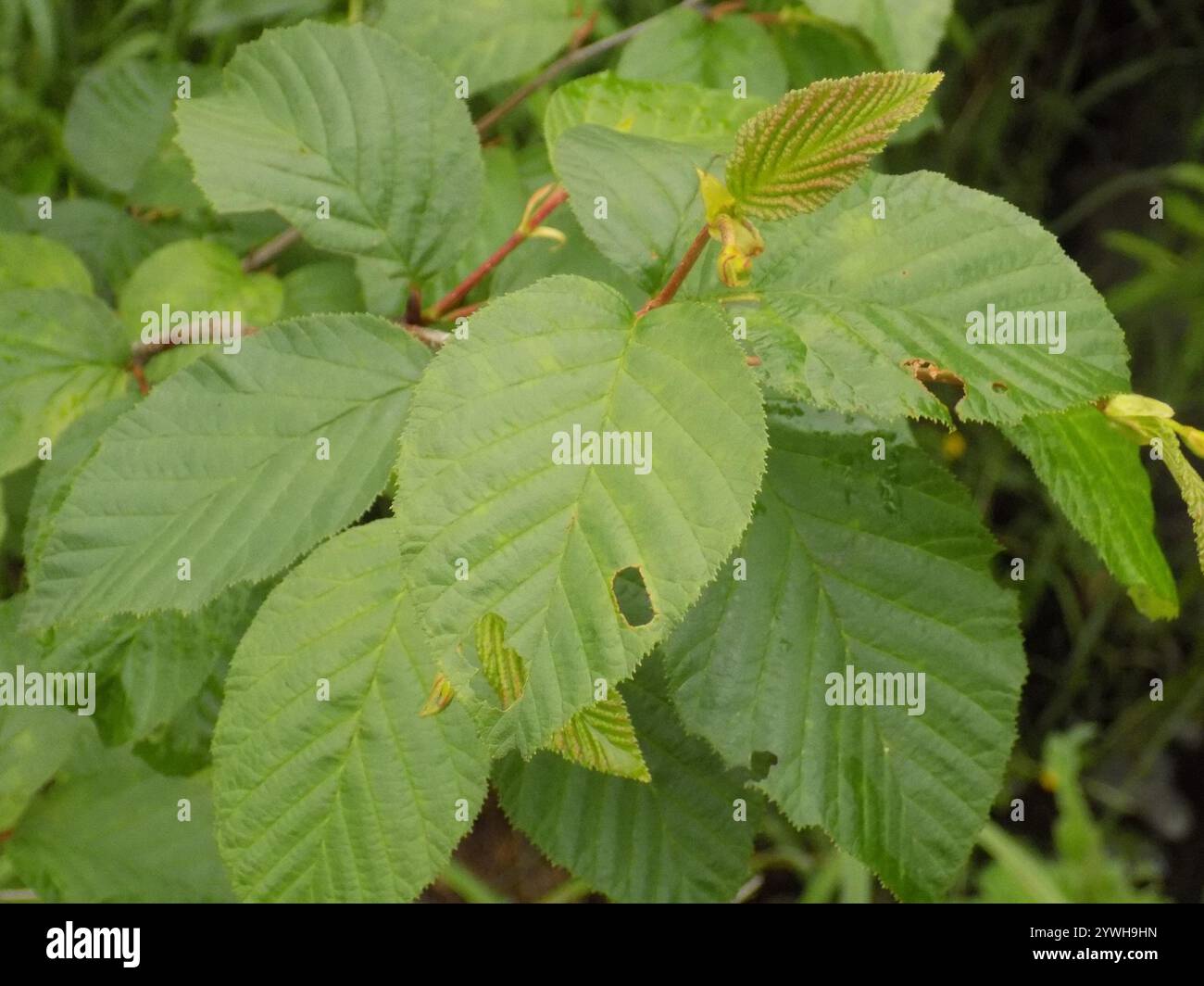 siberian alder (Alnus alnobetula fruticosa Stock Photo - Alamy
