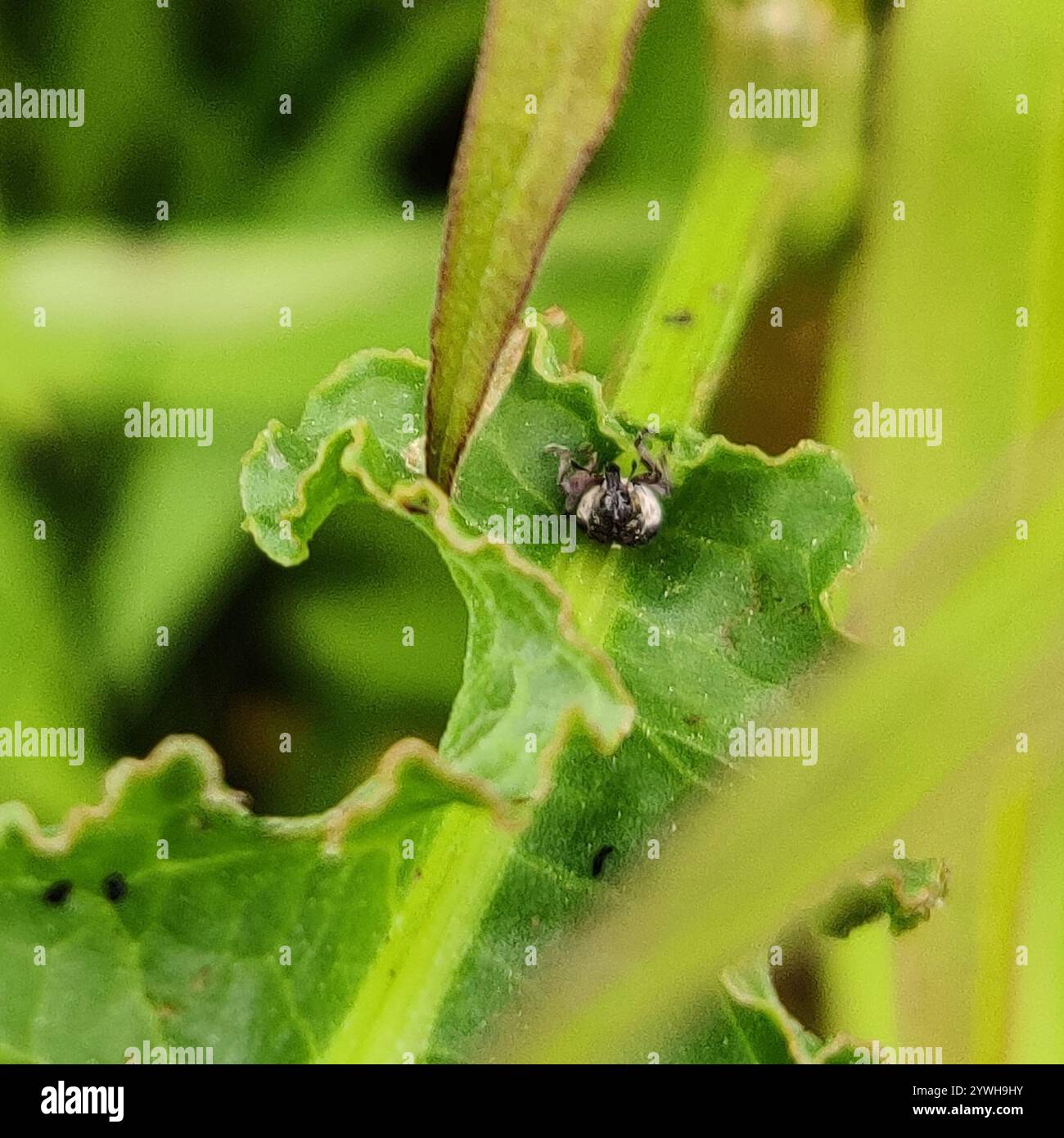 Snout and Bark Beetles (Curculionoidea Stock Photo - Alamy