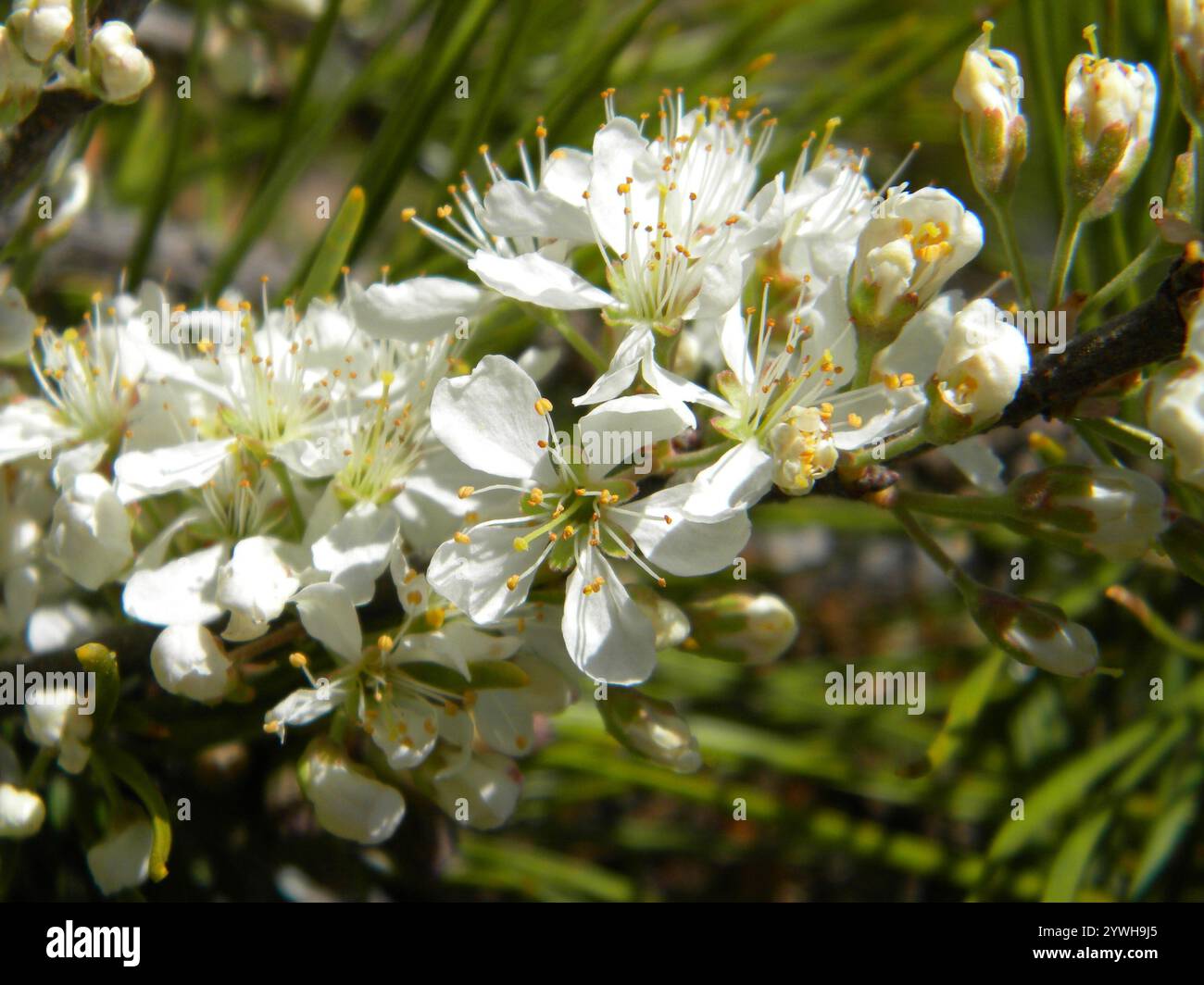 Beach Plum (Prunus maritima Stock Photo - Alamy